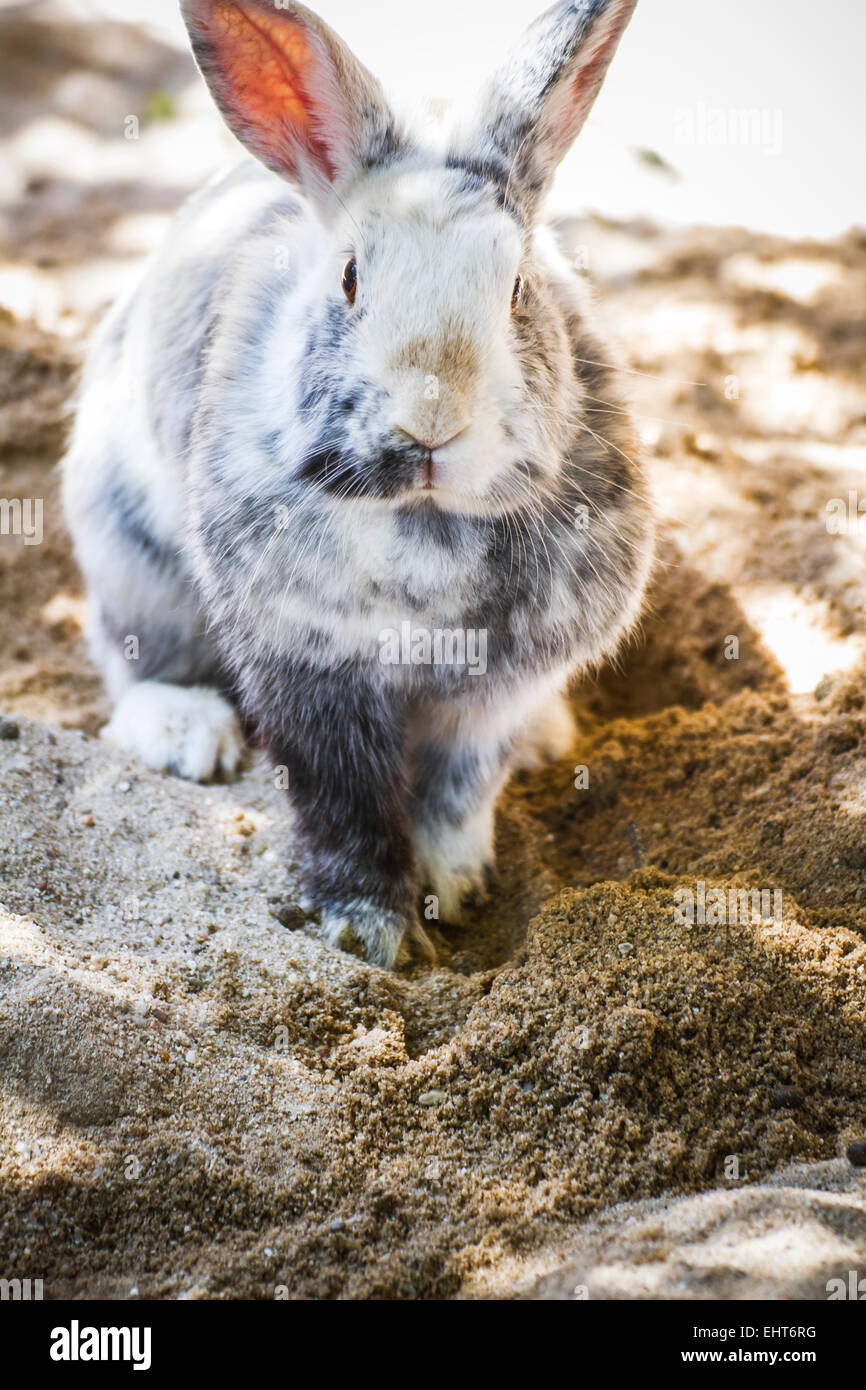 Fluffy Rabbit, small mammal in a zoo park Stock Photo - Alamy