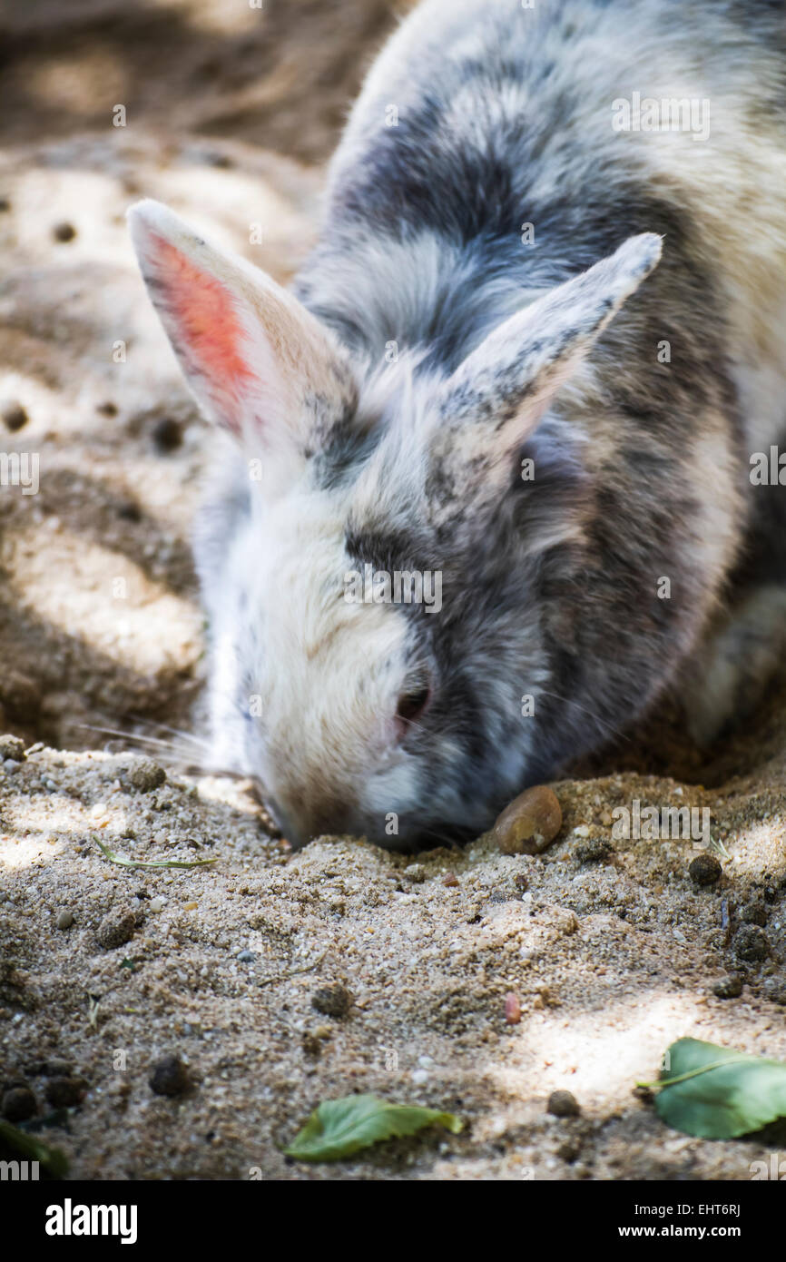 Fluffy Rabbit, small mammal in a zoo park Stock Photo - Alamy