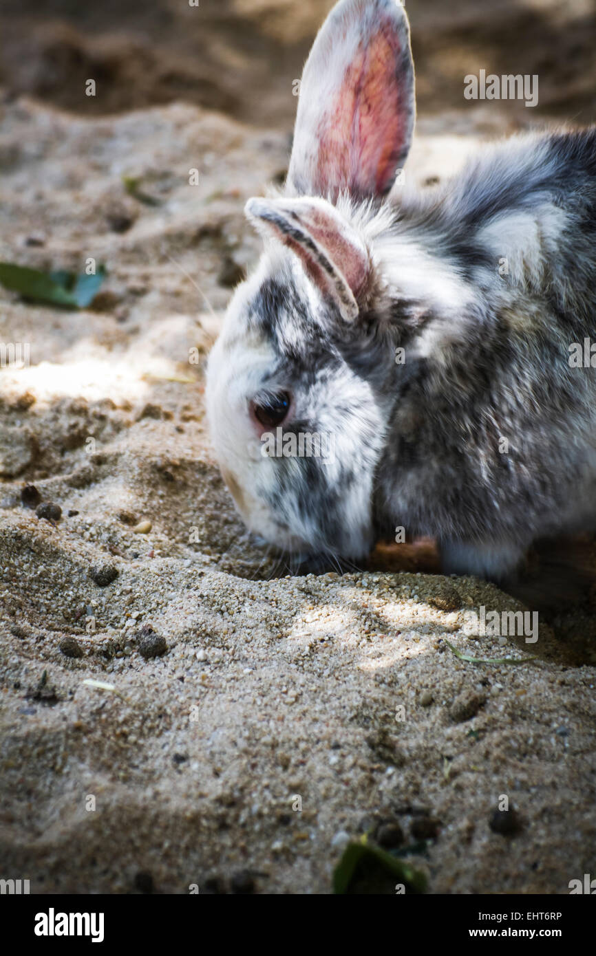 Rabbit, small mammal in a zoo park Stock Photo - Alamy