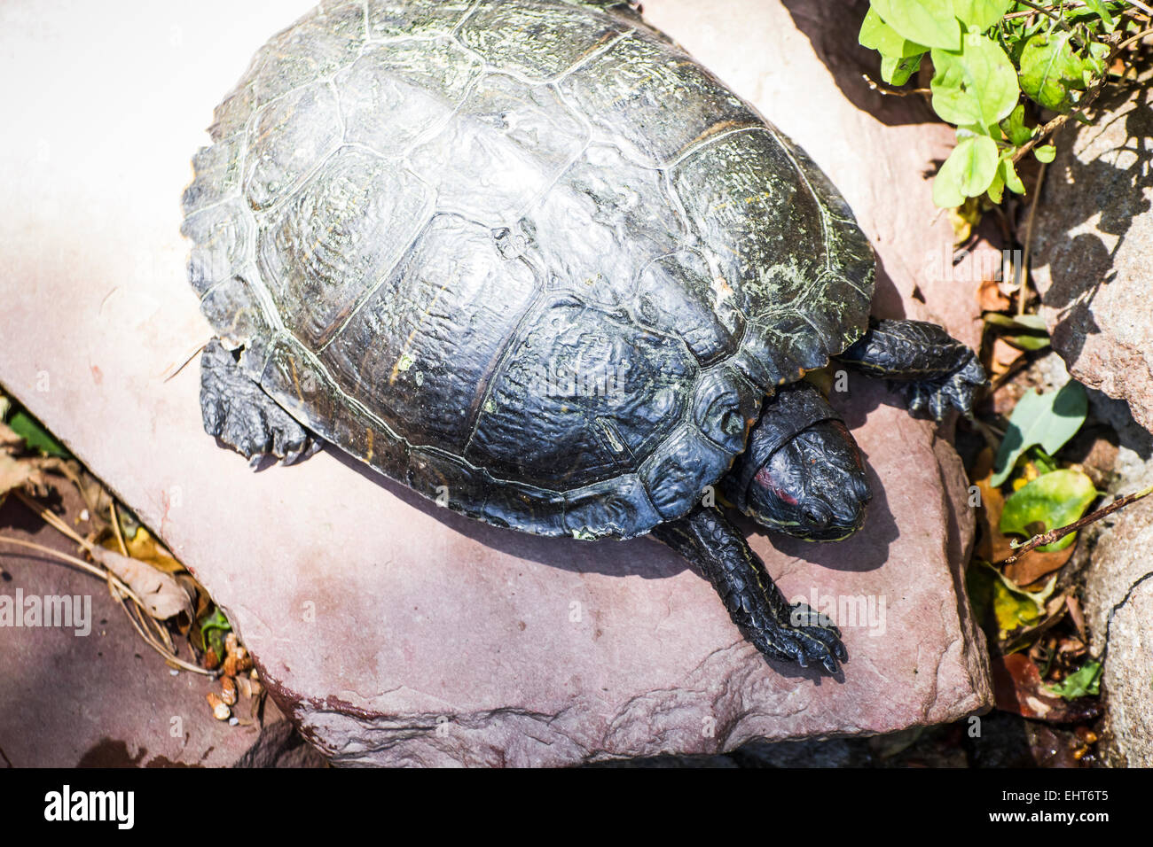 biology, tortoise resting in the sun Stock Photo - Alamy