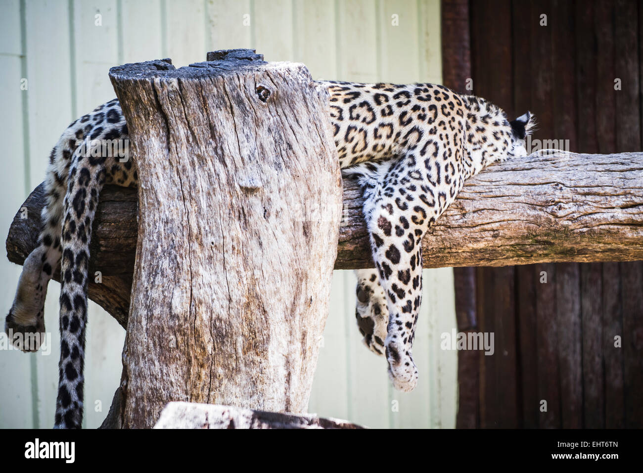 beautiful and powerful white leopard resting in the sun Stock Photo - Alamy