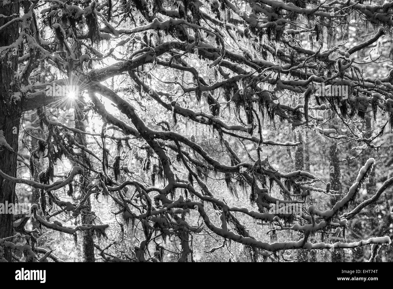 Branches capture Black and White Stock Photos & Images - Alamy