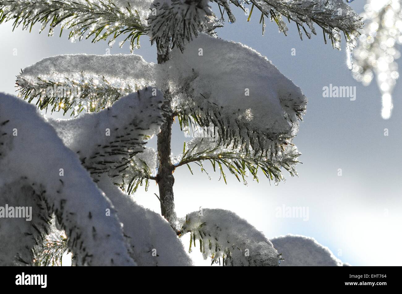Snow in the fir tree forest Stock Photo - Alamy