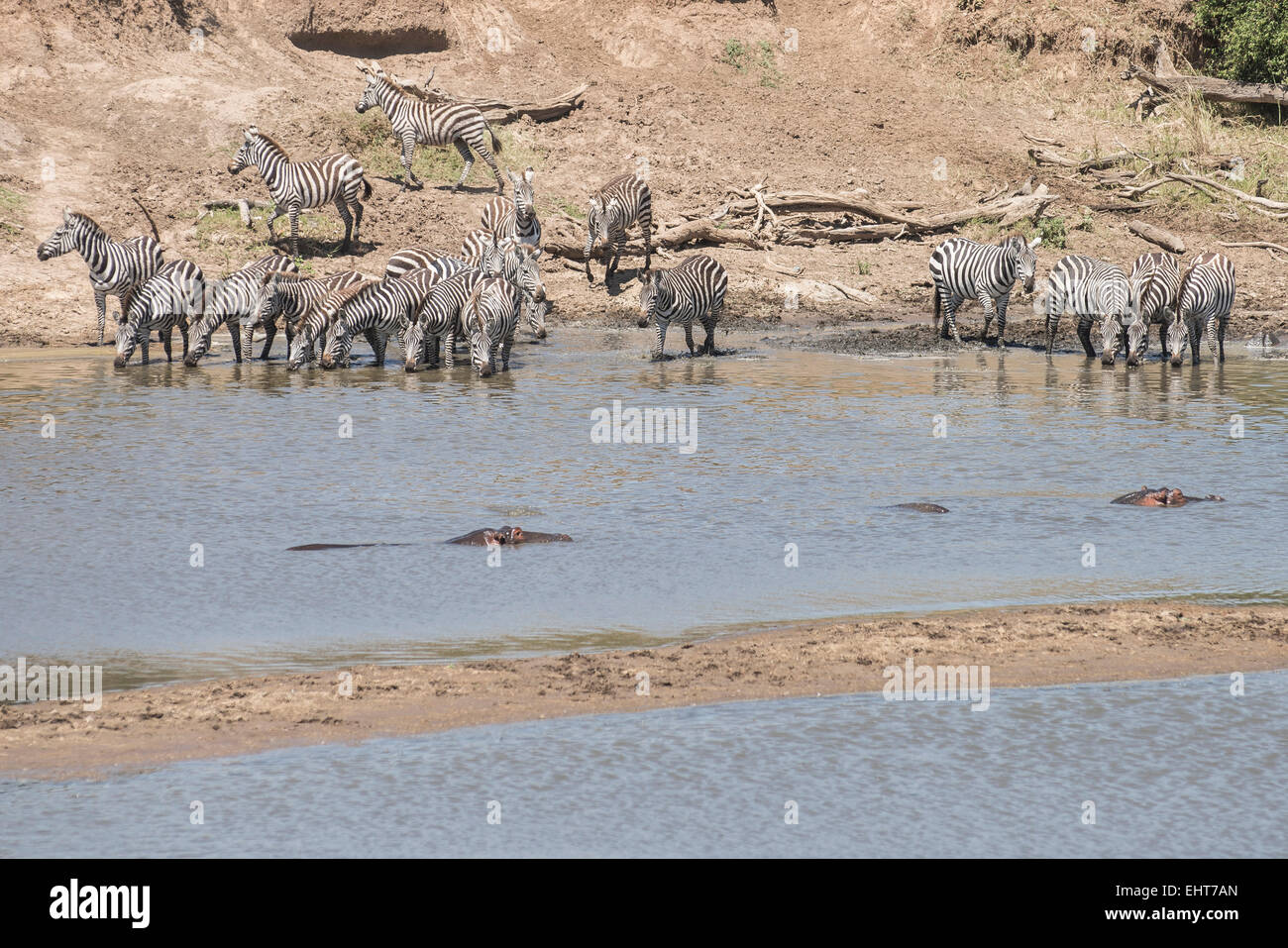 Gnu,Zebra,Crossing and drinking Stock Photo - Alamy