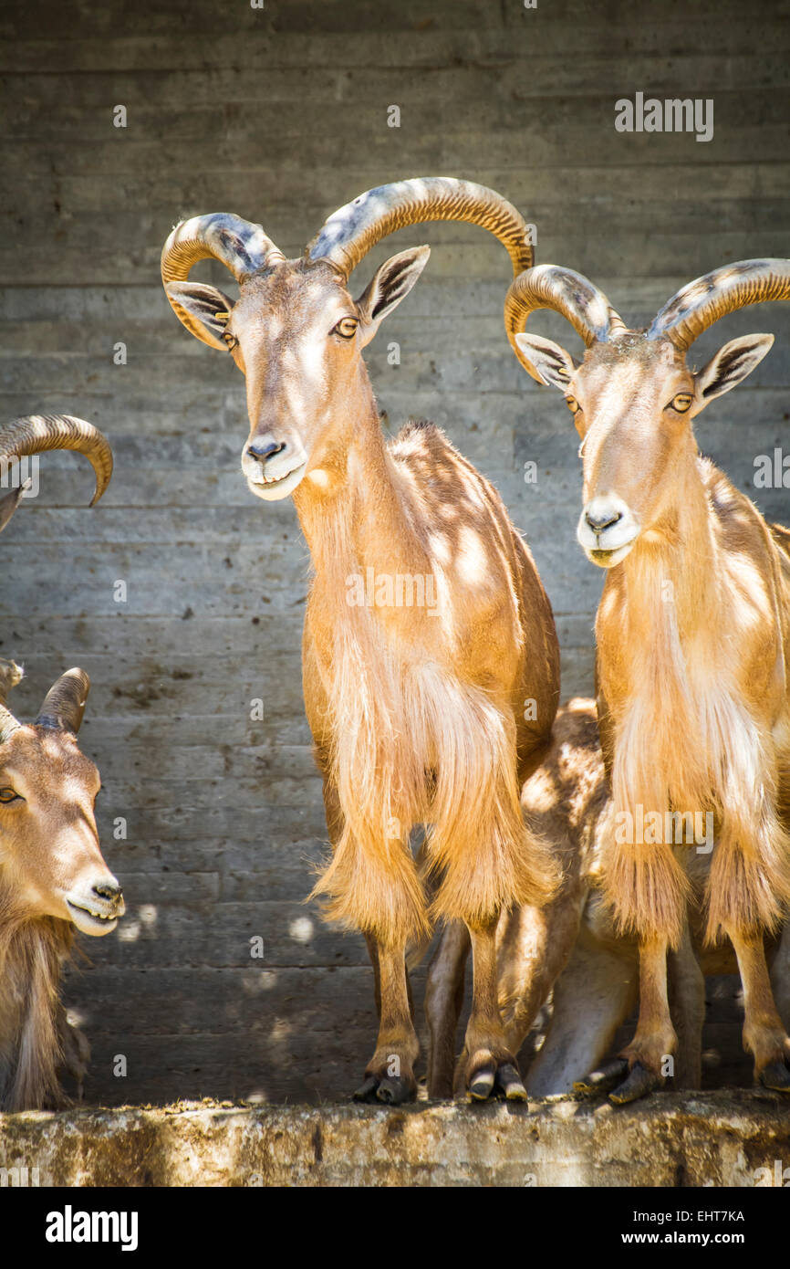 Horns, beautiful group of Spanish ibex, typical Animal Stock Photo - Alamy