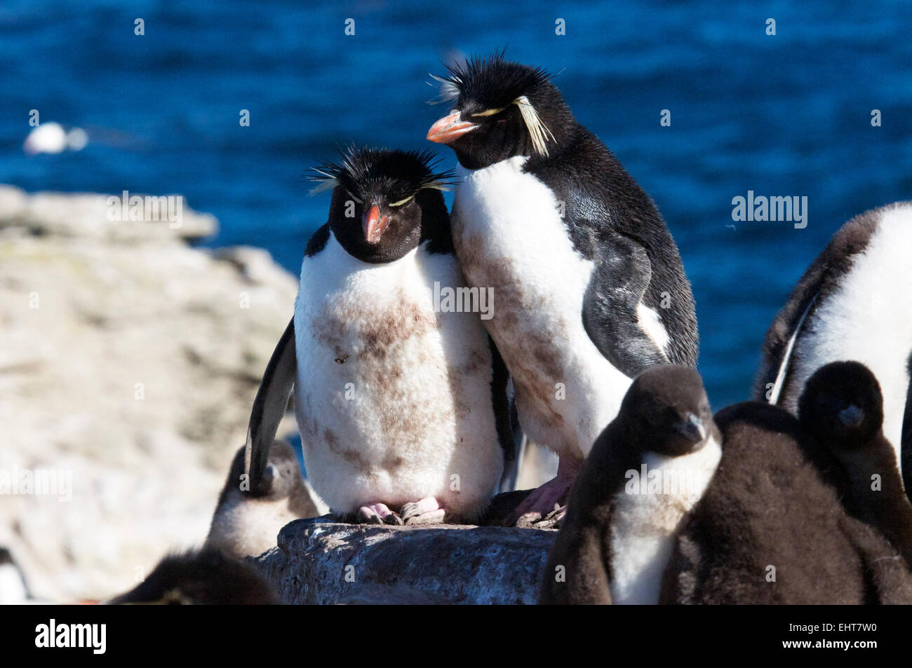 Two adult Rockhopper penguins New Island Falkland Islands Stock Photo ...