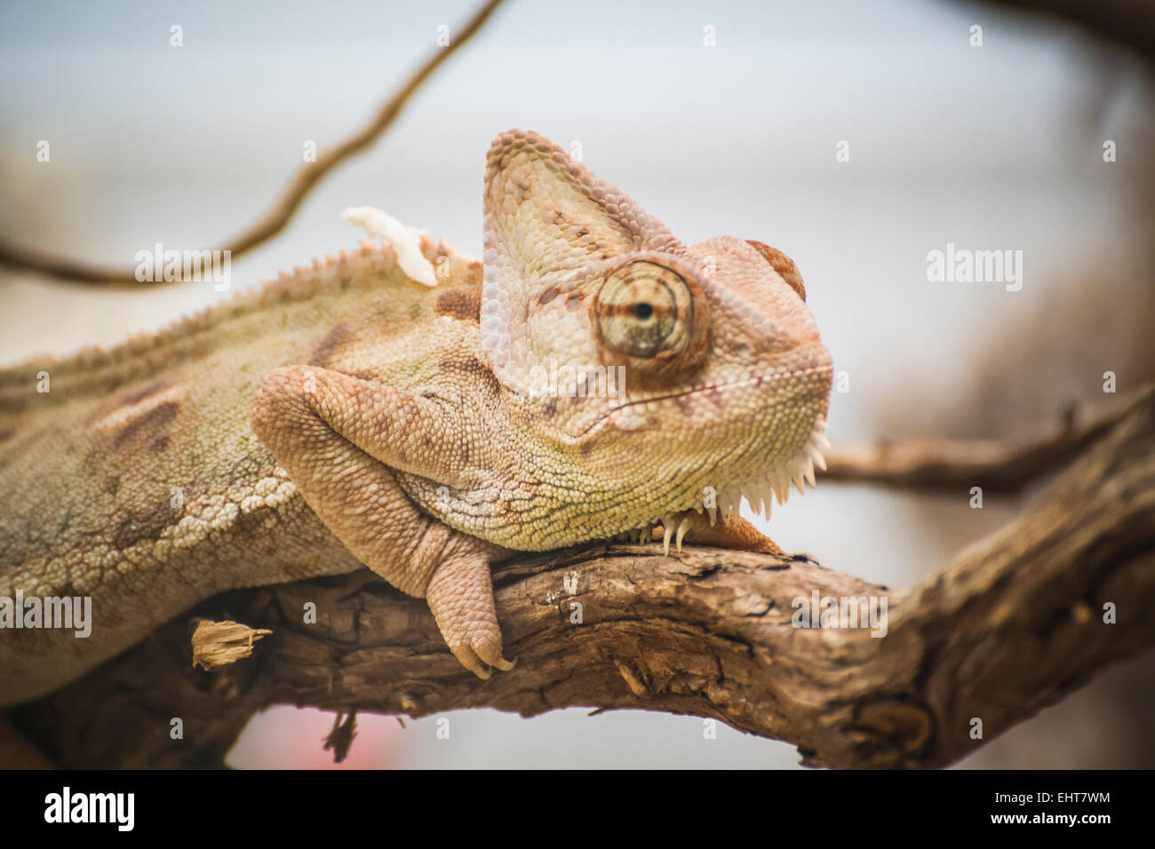 scaly lizard skin resting in the sun Stock Photo - Alamy