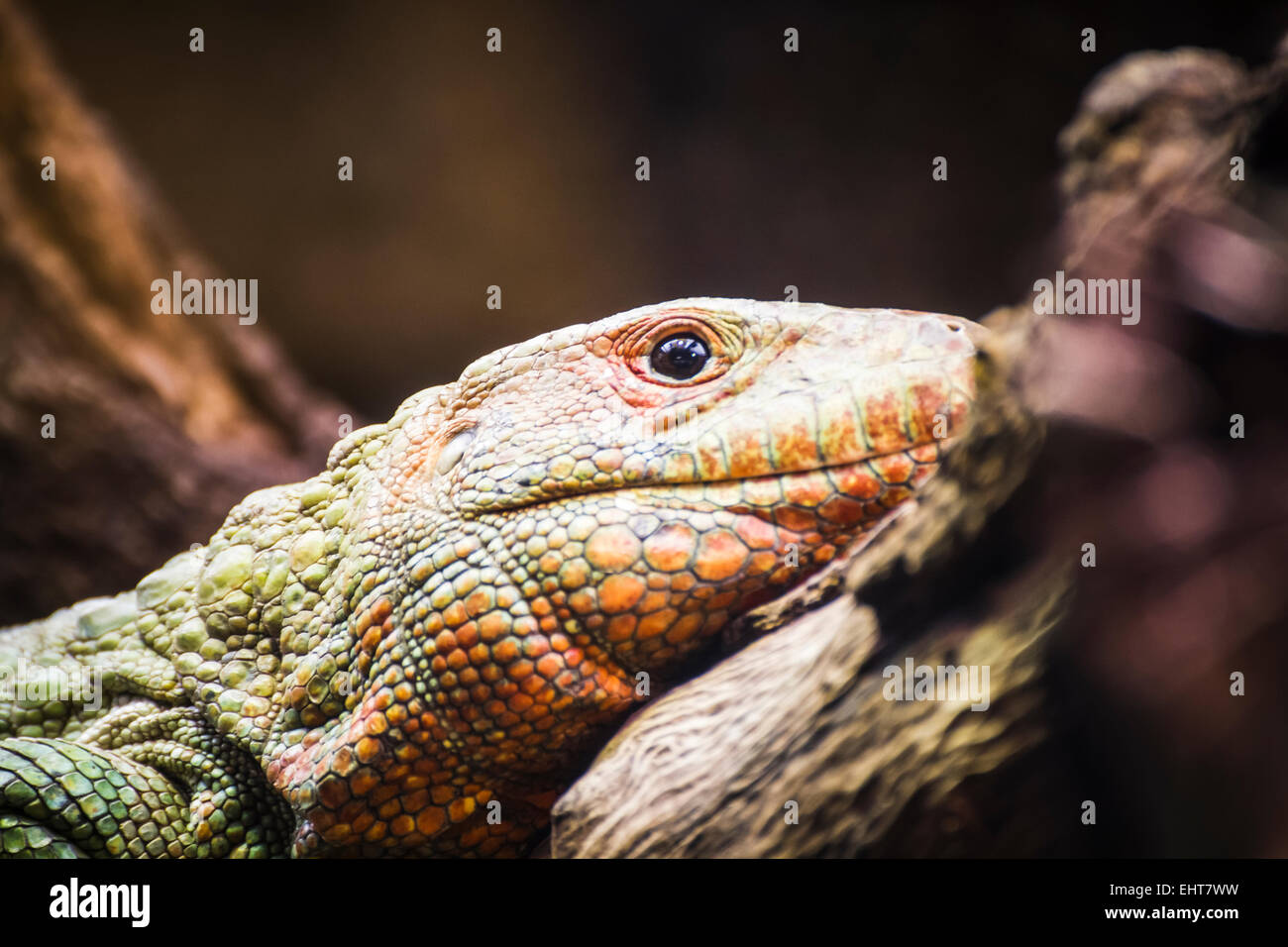 reptile, scaly lizard skin resting in the sun Stock Photo - Alamy