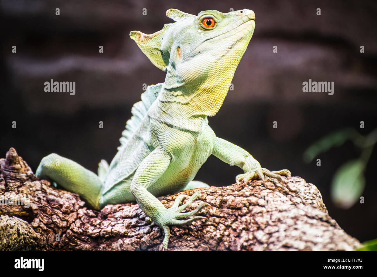 chameleon, scaly lizard skin resting in the sun Stock Photo - Alamy
