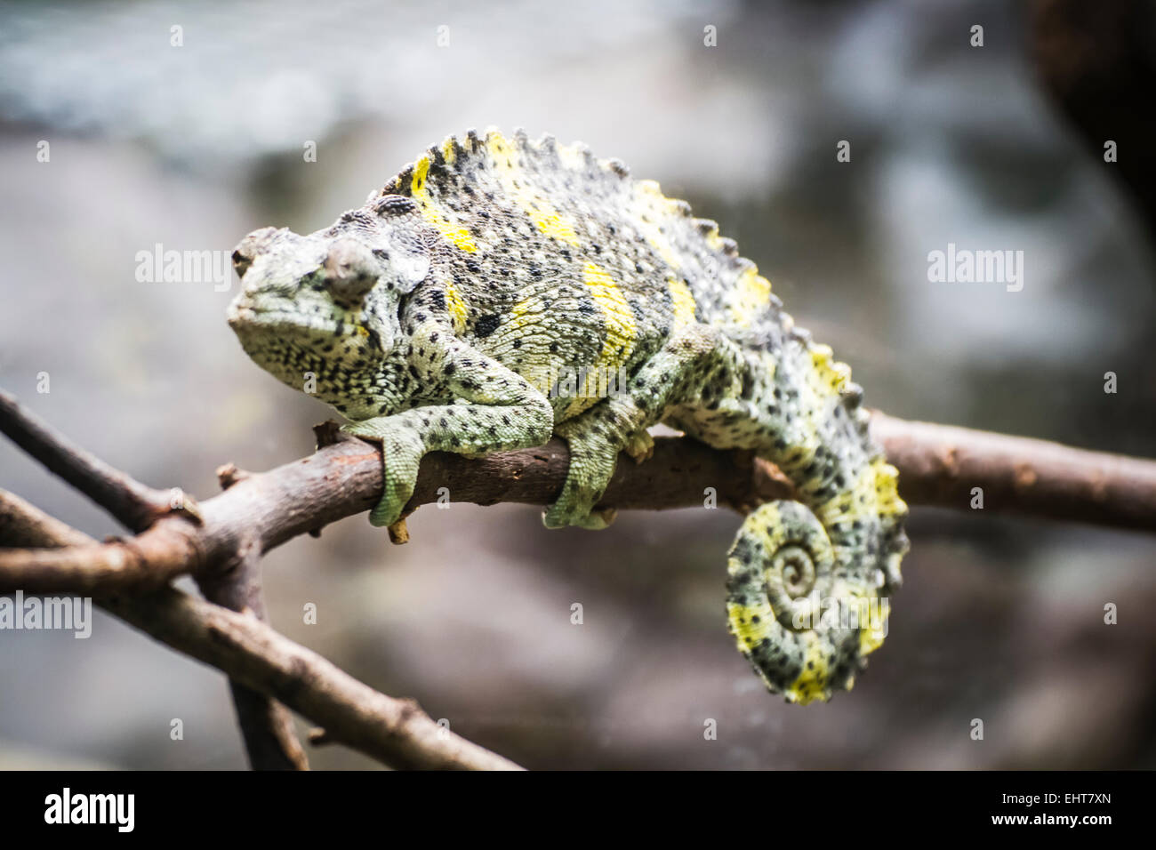 Tiger chameleon hi-res stock photography and images - Alamy