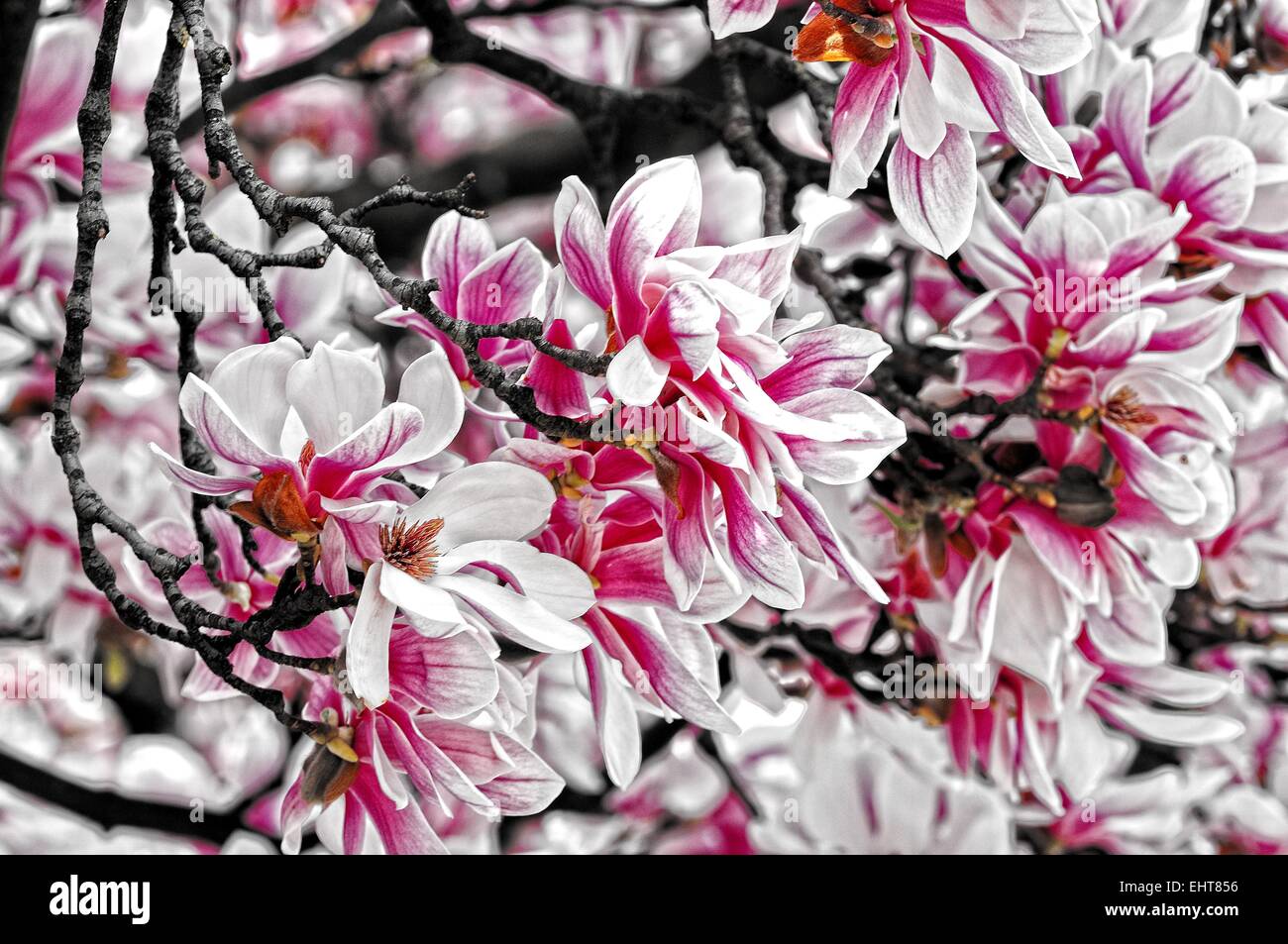 Magnolienbaum magnolia tree hi-res stock photography and images - Alamy