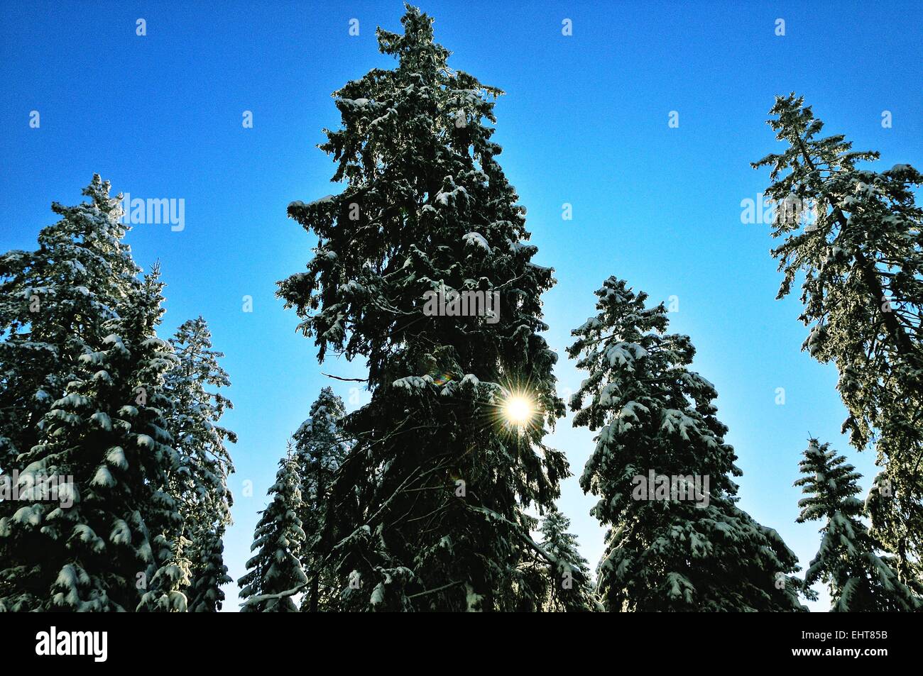 Spruce trees in winter Stock Photo - Alamy