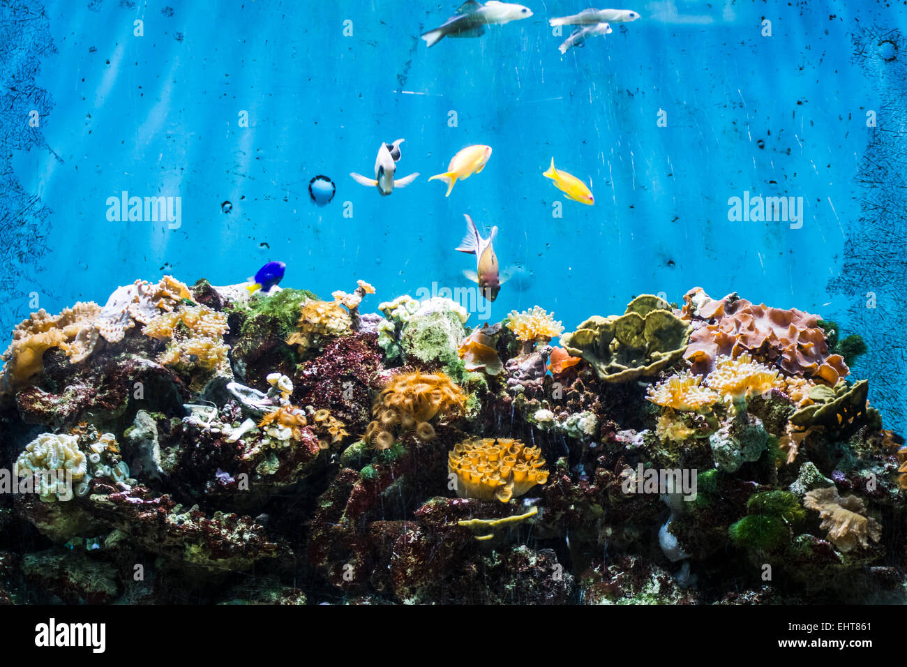 seabed with fish and coral reef Stock Photo - Alamy