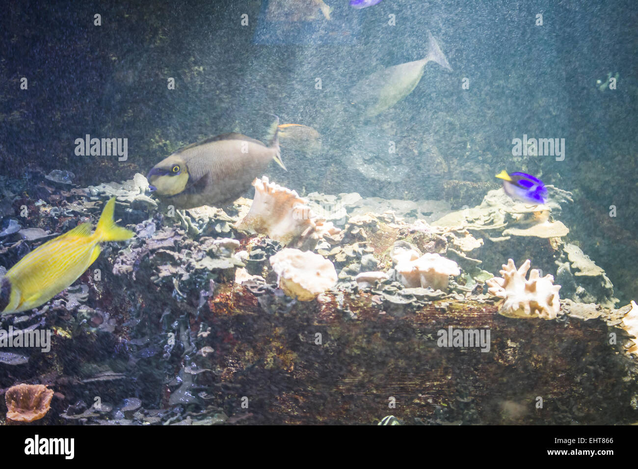 Aquatic, seabed with fish and coral reef Stock Photo - Alamy