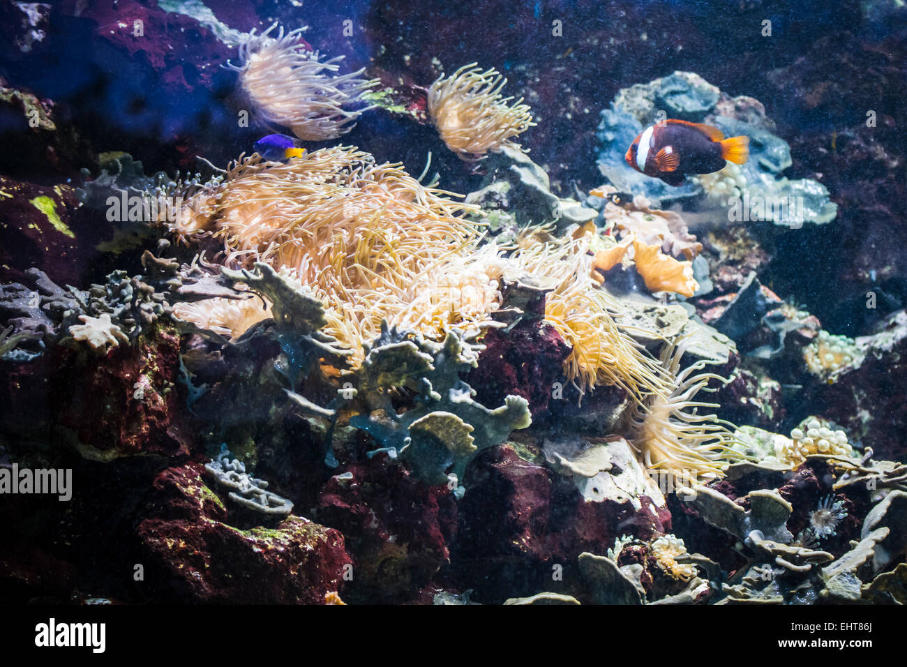 seabed with fish and coral reef Stock Photo - Alamy