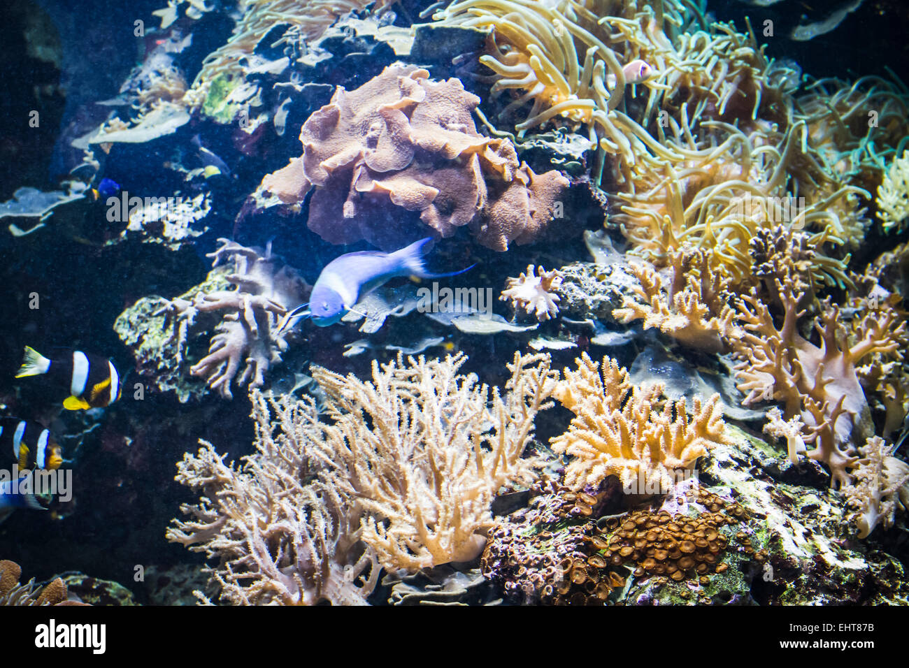 seabed with fish and coral reef Stock Photo - Alamy