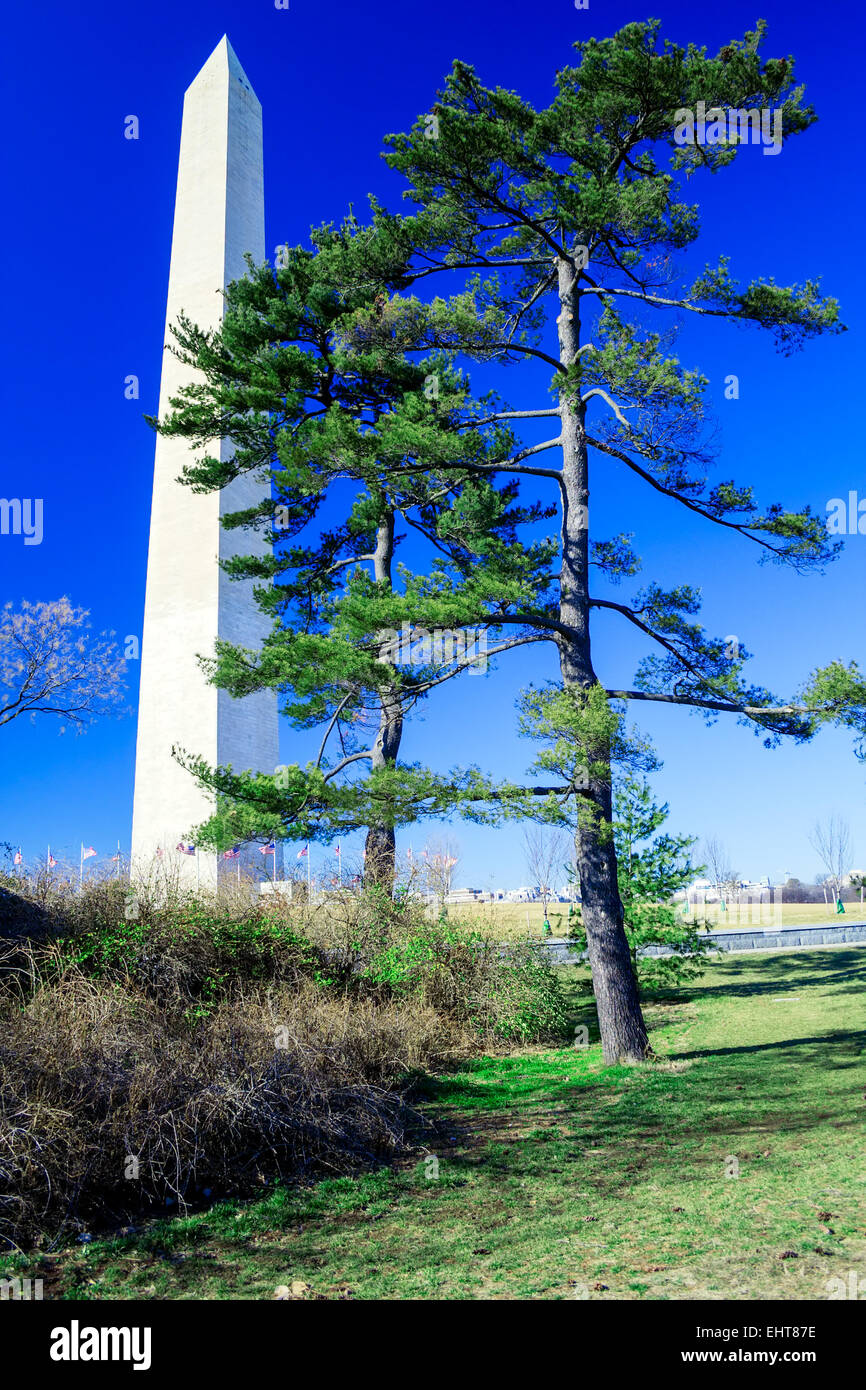 The Washington Monument with pine tree, USA Stock Photo - Alamy