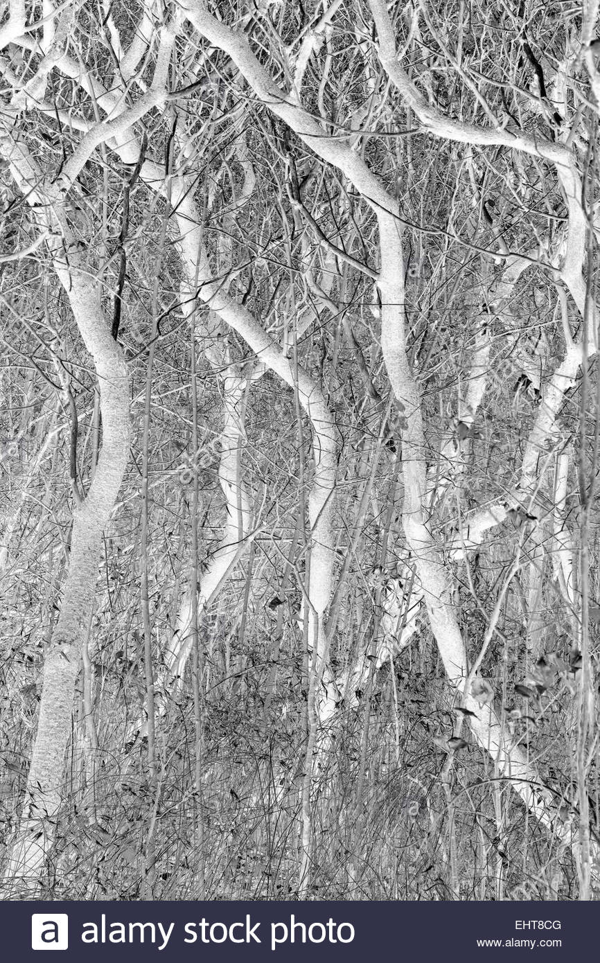 Twisted Tree Trunk High Resolution Stock Photography and Images - Alamy