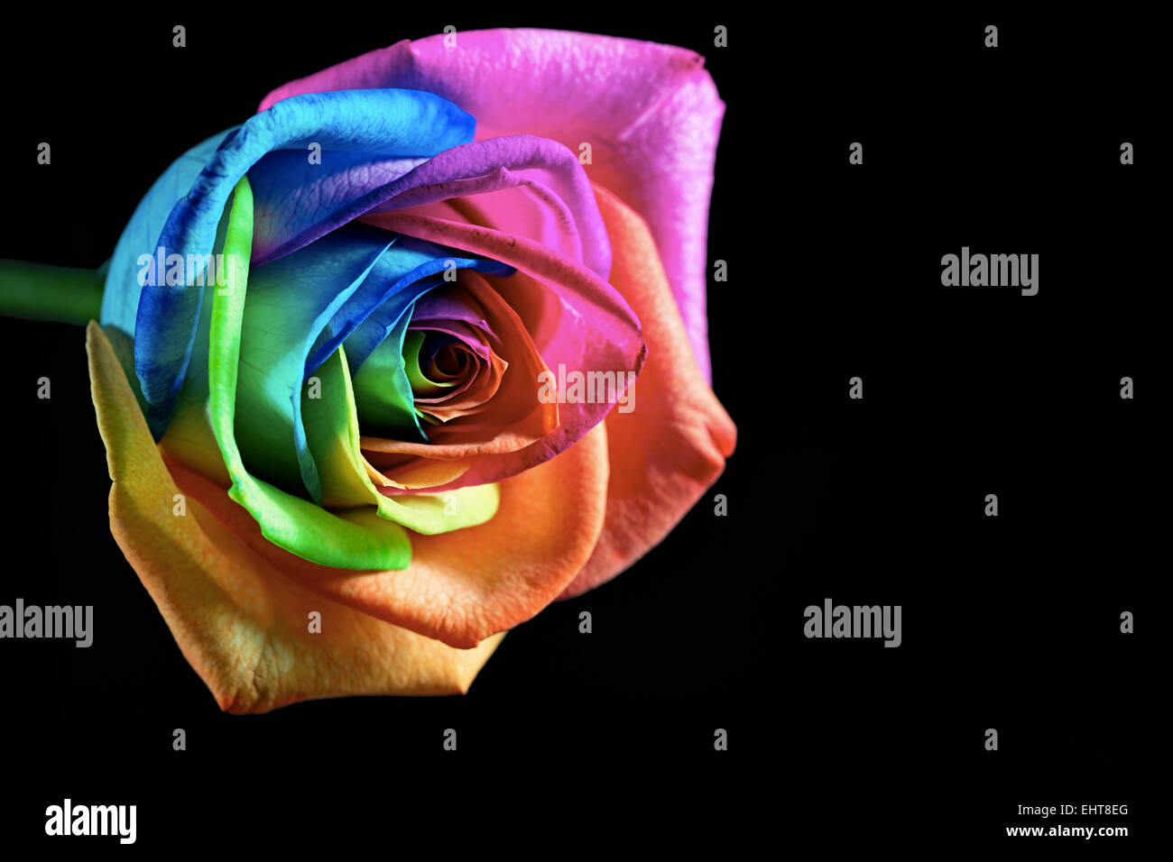 Multicolor rose hi-res stock photography and images - Alamy