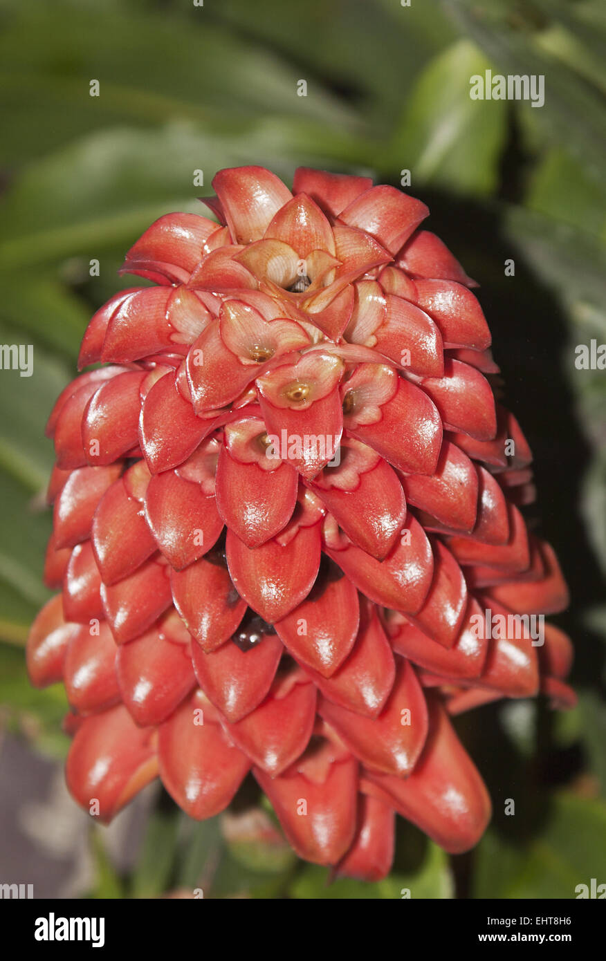 Zingiberales family hi-res stock photography and images - Alamy