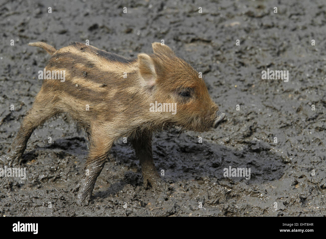 Wildschwein ferkel hi-res stock photography and images - Alamy