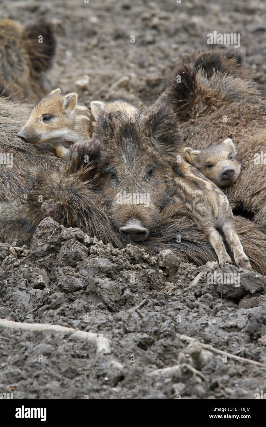 boar piglets with mother Stock Photo - Alamy