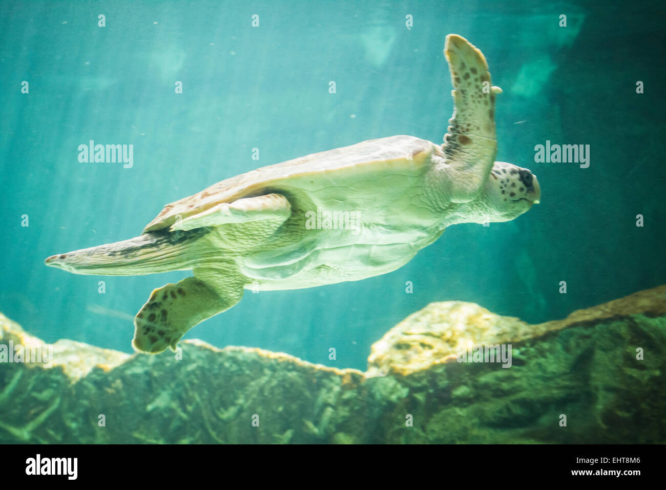 mediterranean, huge sea turtle underwater next to coral reef Stock ...