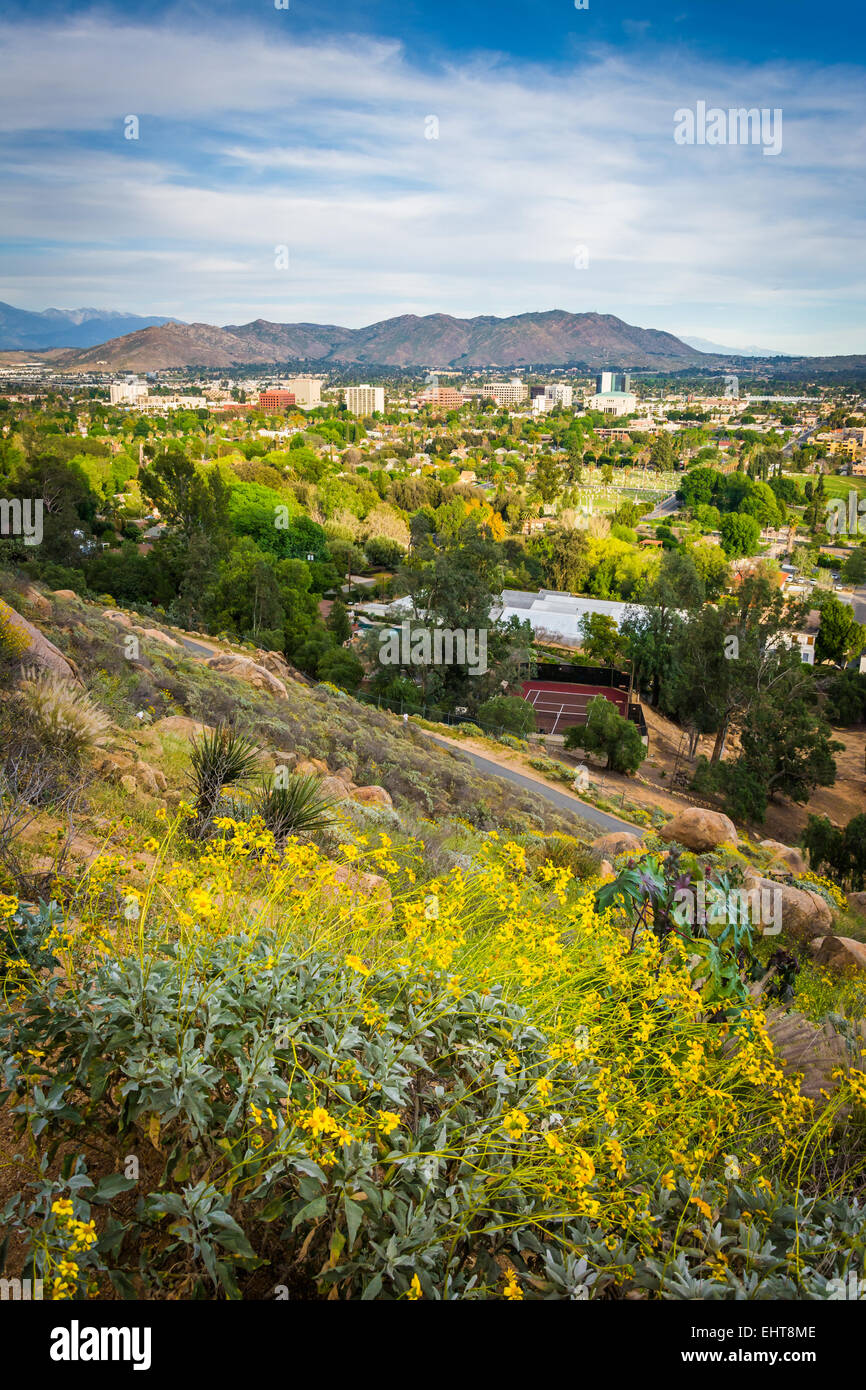 Yellow flowers and view of distant mountains and Riverside, from Mount ...