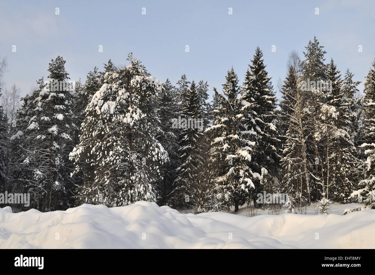 Coniferous trees in forest hi-res stock photography and images - Alamy