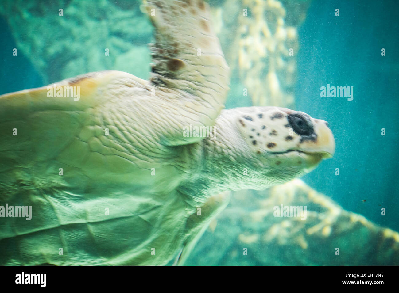 mediterranean, huge sea turtle underwater next to coral reef Stock ...