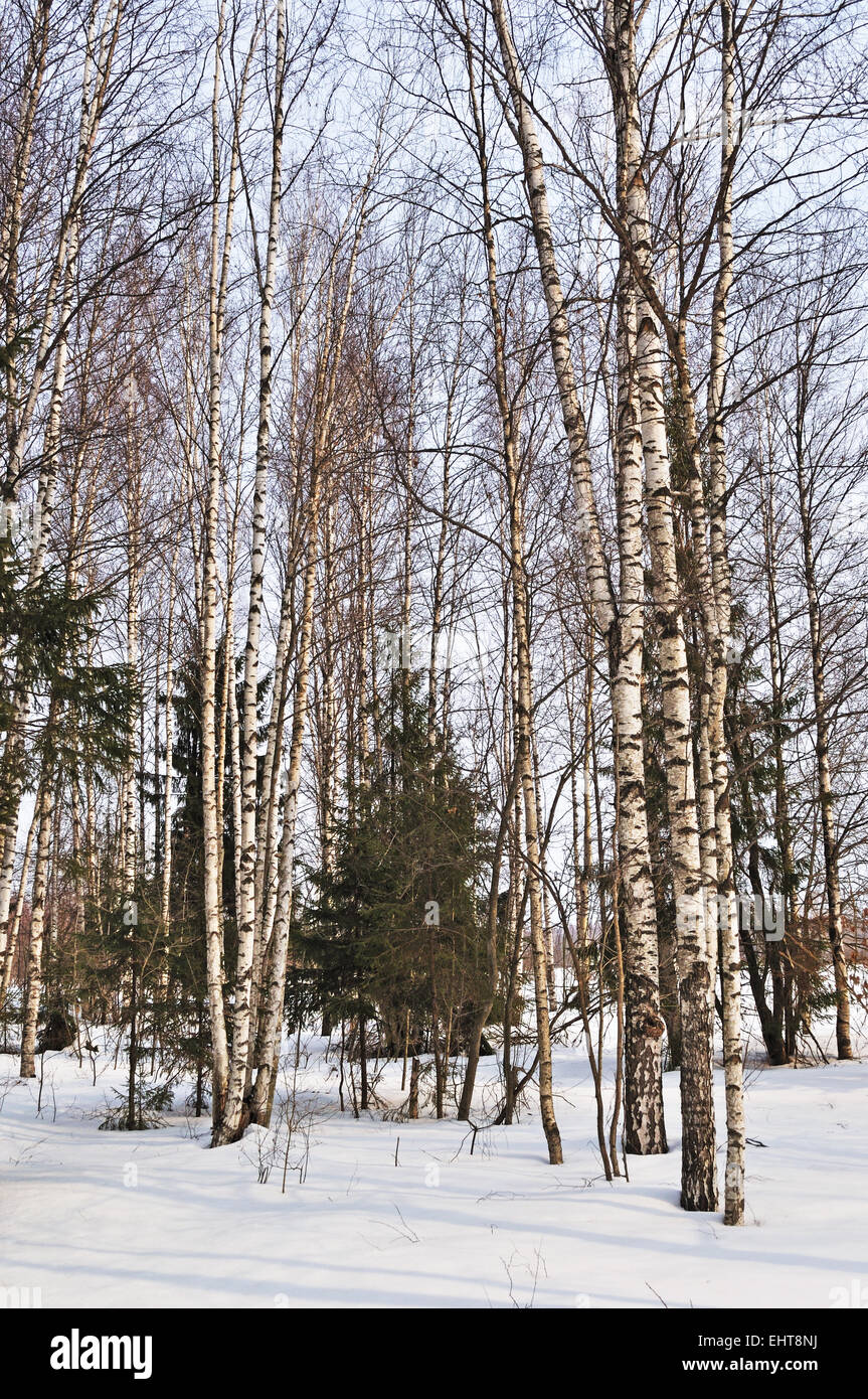 Birch trees in winter hi-res stock photography and images - Alamy