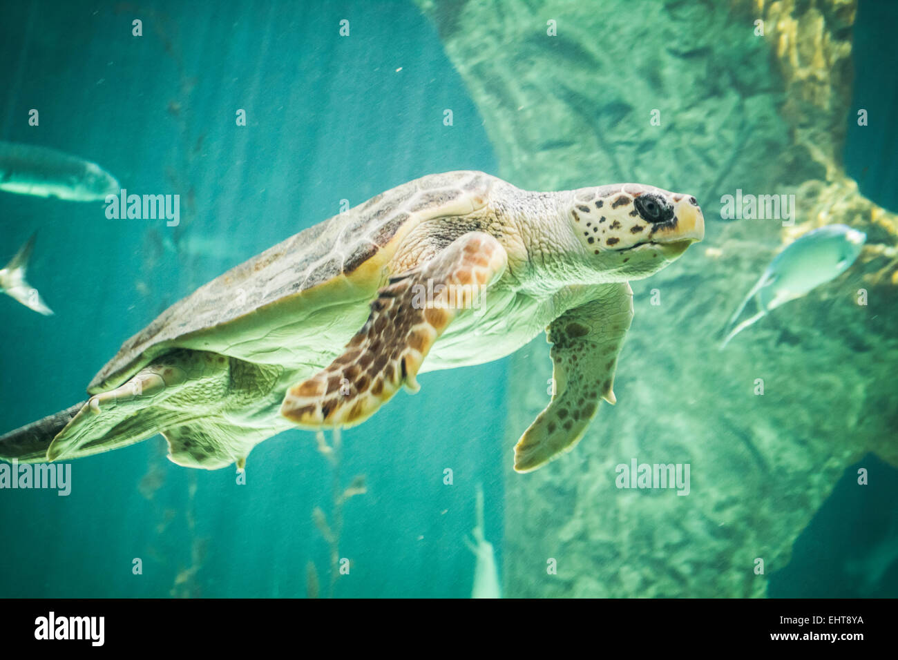 huge turtle swimming under the sea Stock Photo - Alamy