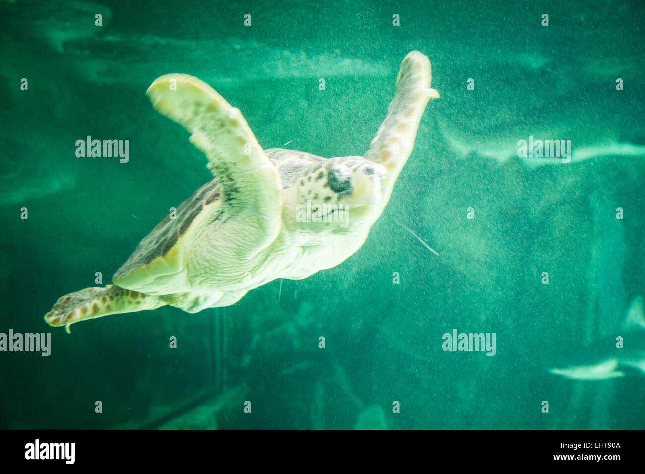 Green sea turtle swimming next to scuba diver hi-res stock photography ...