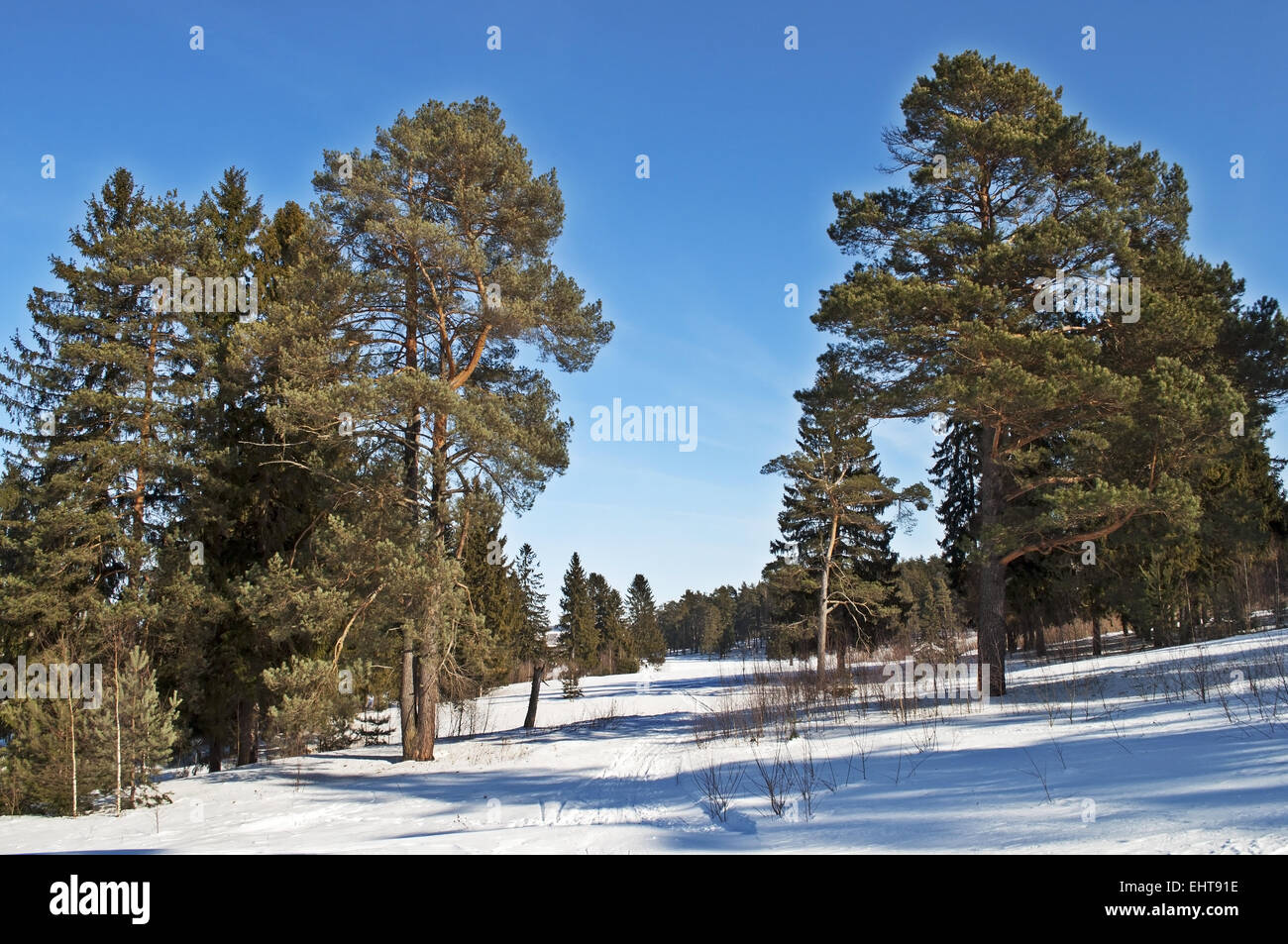 Pine trees winter path hi-res stock photography and images - Alamy