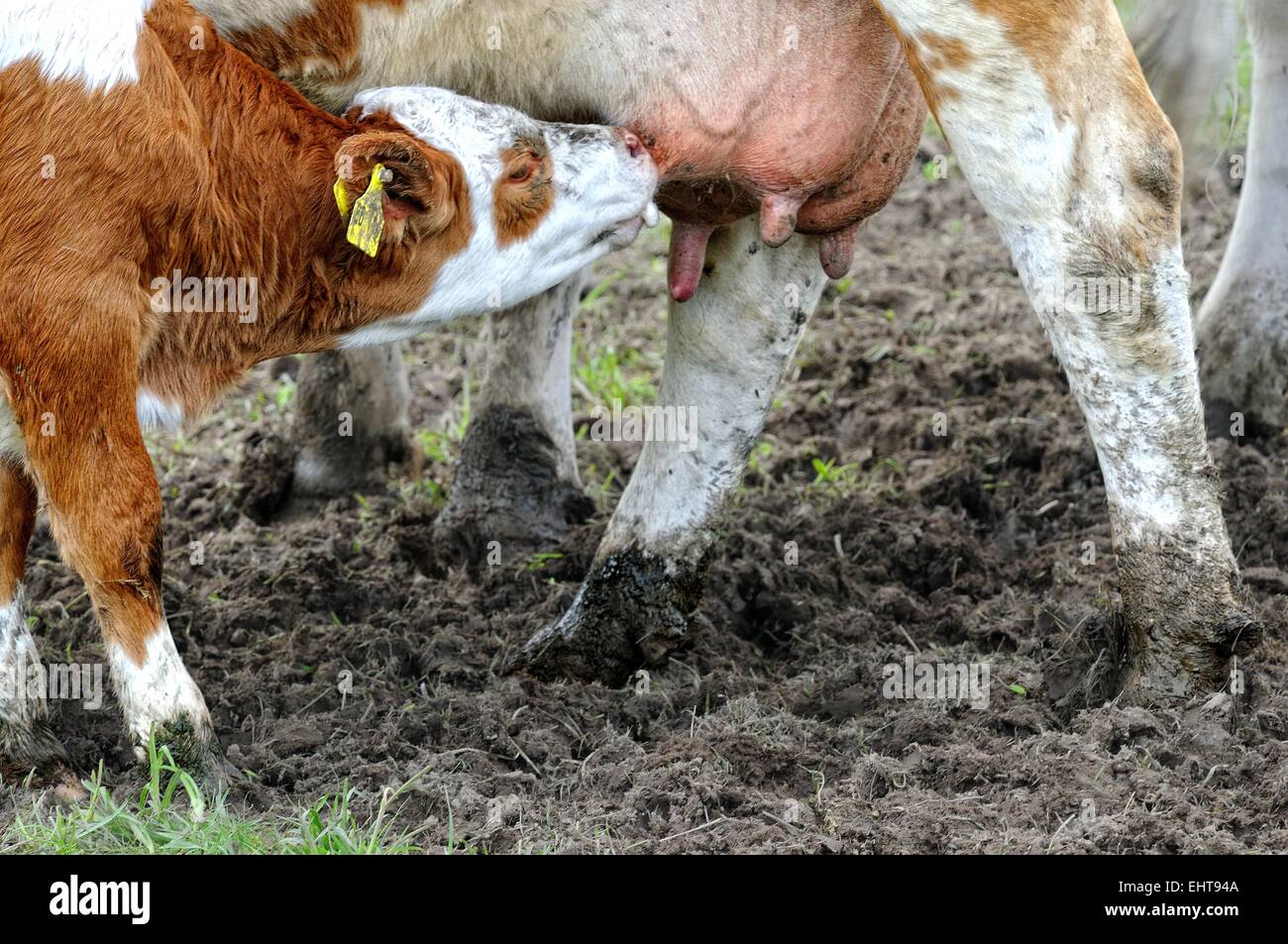 Cow calf while drinking Stock Photo - Alamy