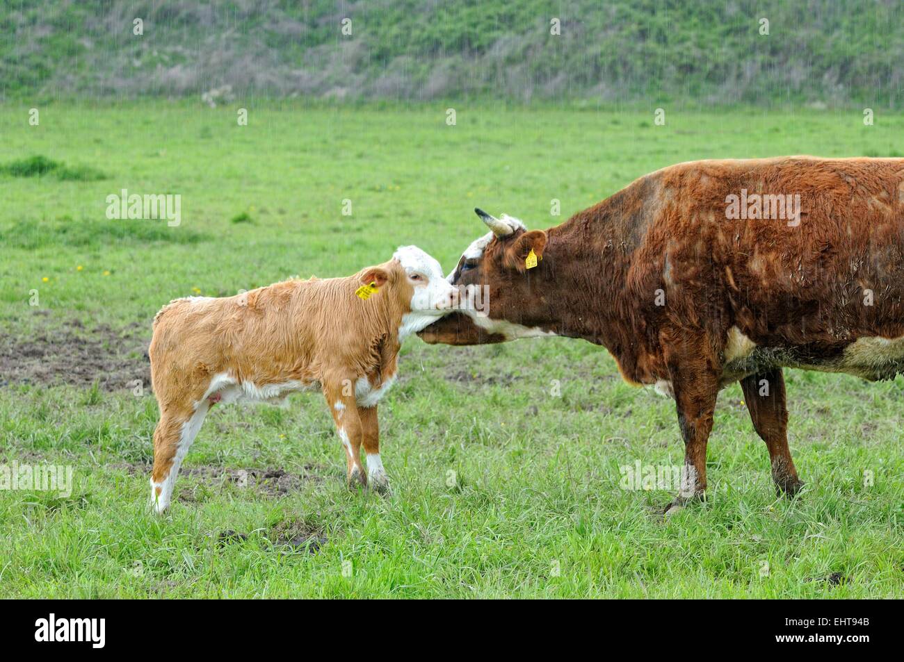 in rainy weather mother cow and calf Stock Photo - Alamy