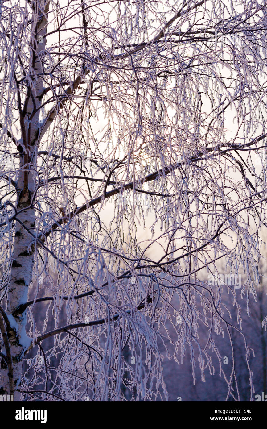 Winter Sunset with Frozen Tree Stock Photo - Alamy