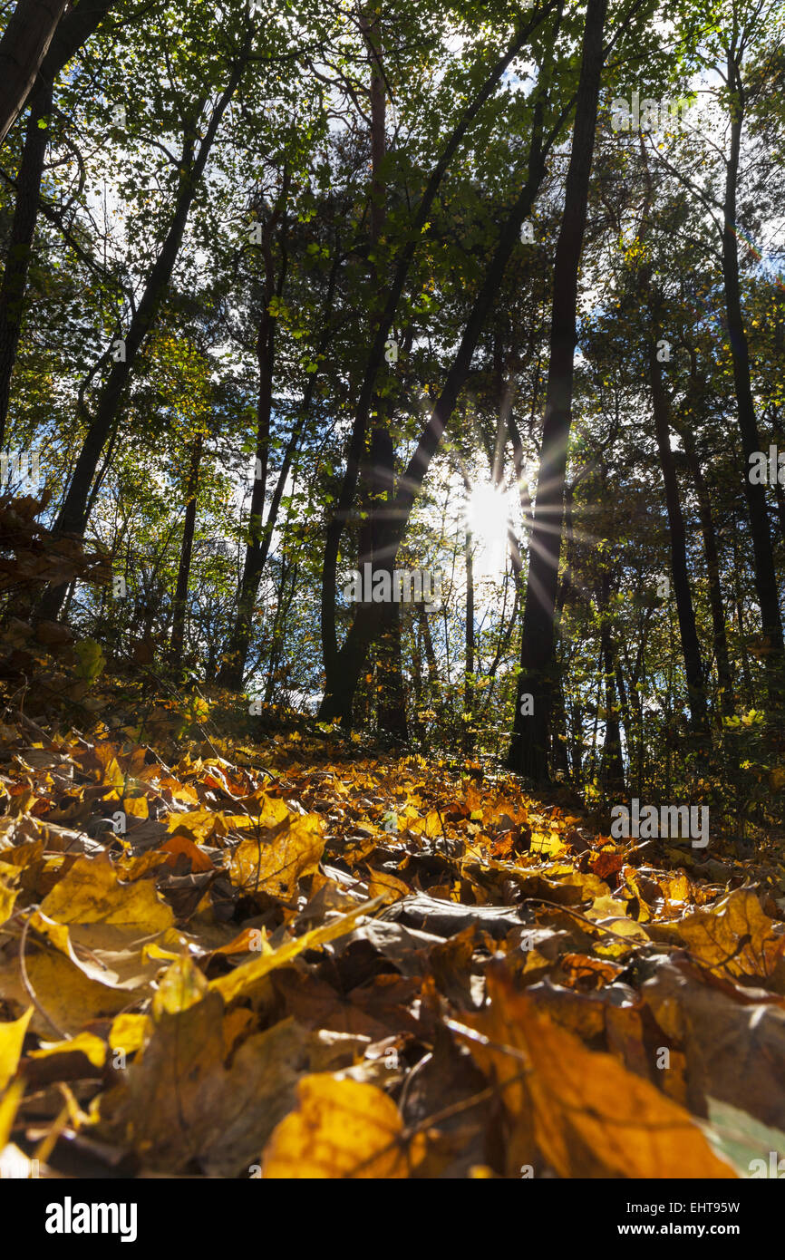 Herbst baum laub wiese sonne hi-res stock photography and images - Alamy