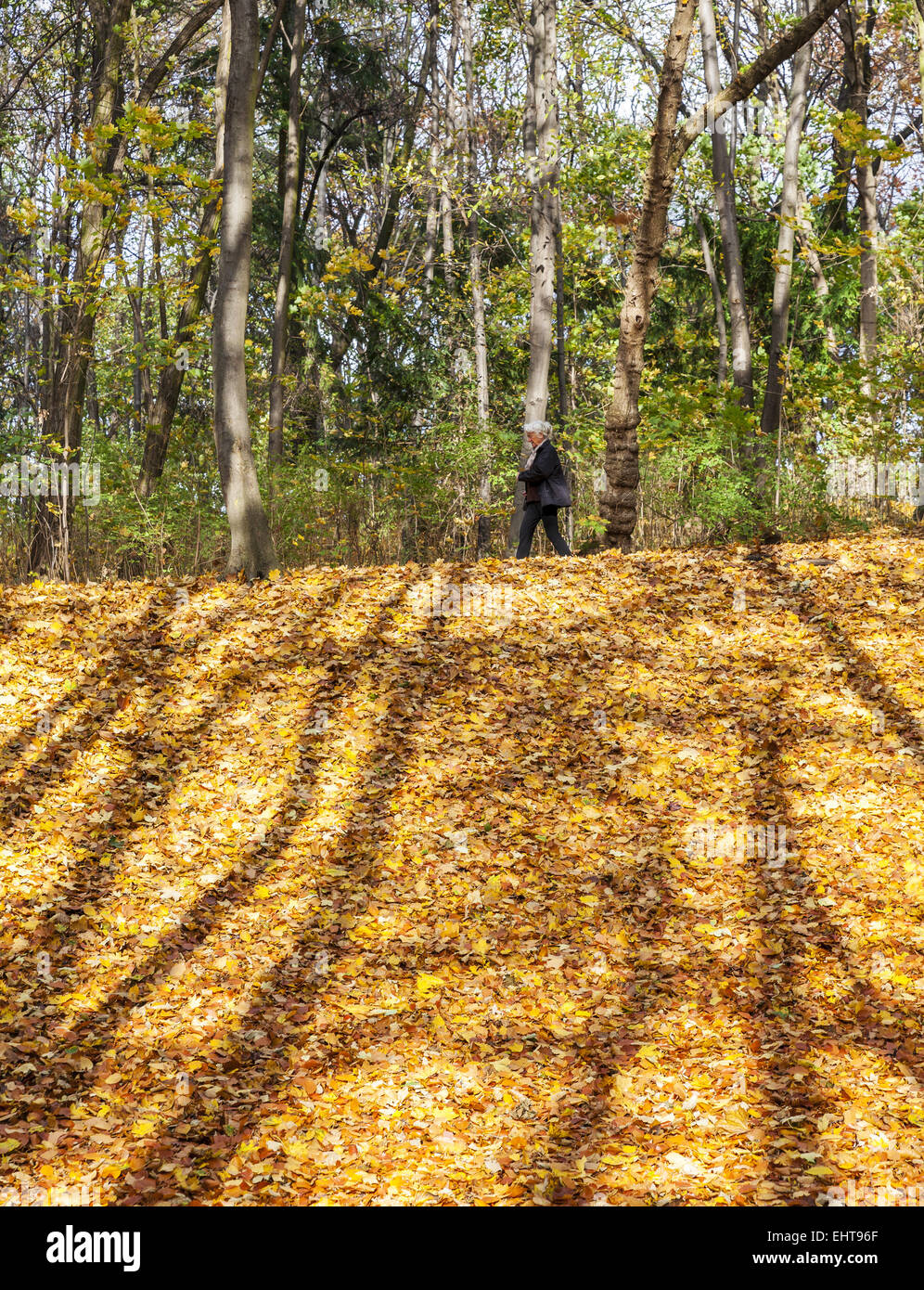 walk in autumn forest Stock Photo - Alamy