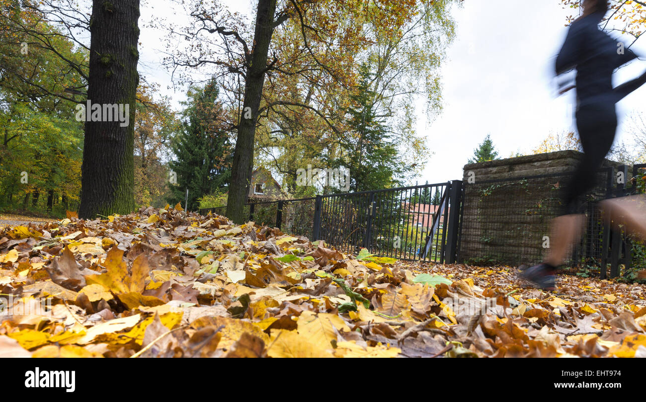 Herbst baum laub wiese sonne hi-res stock photography and images - Alamy