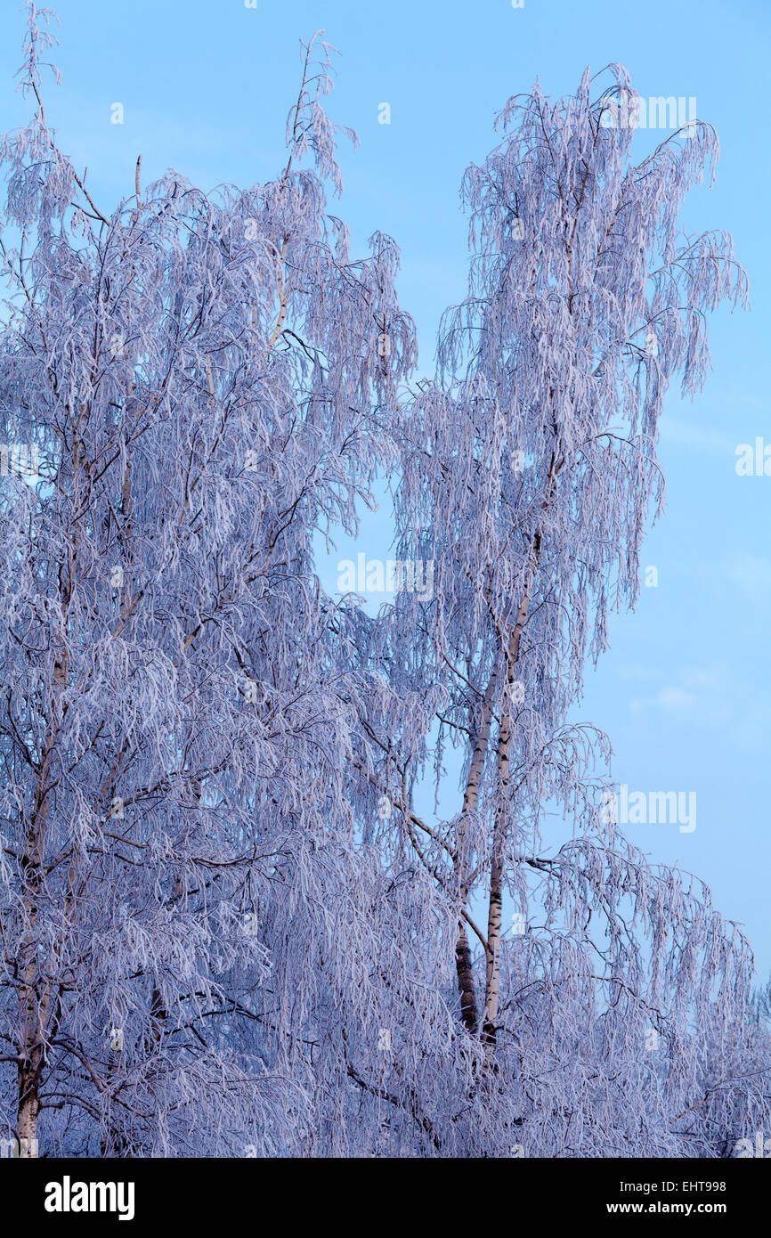 Frozen Tree with Clear Blue Sky Stock Photo - Alamy