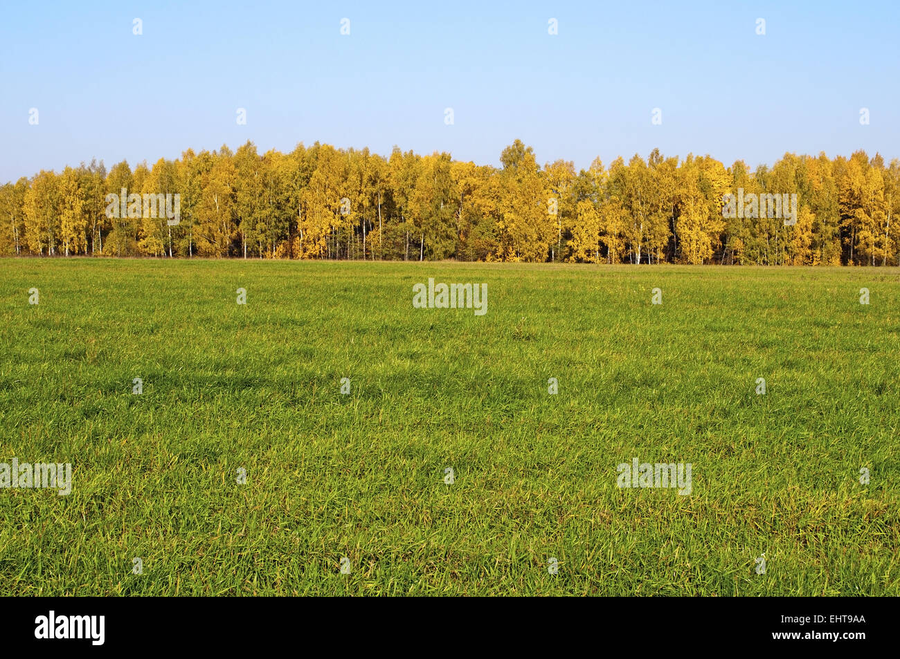Green and yellow trees hi-res stock photography and images - Alamy