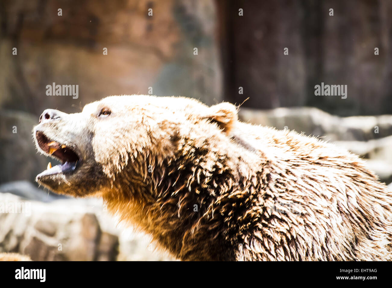 Predator, beautiful and furry brown bear, mammal Stock Photo - Alamy