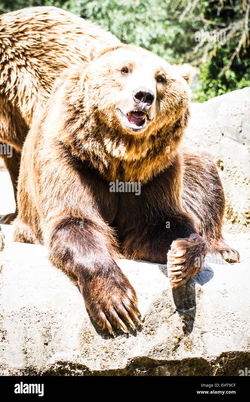killer, Spanish powerful brown bear, huge and strong wild animal Stock ...