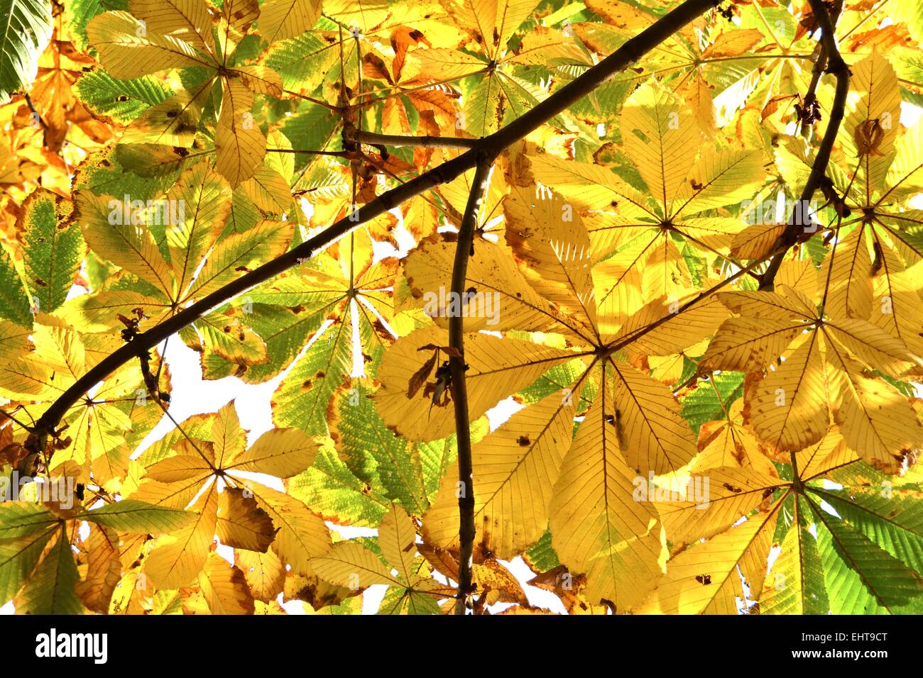 Leaves of a chestnut tree Stock Photo - Alamy