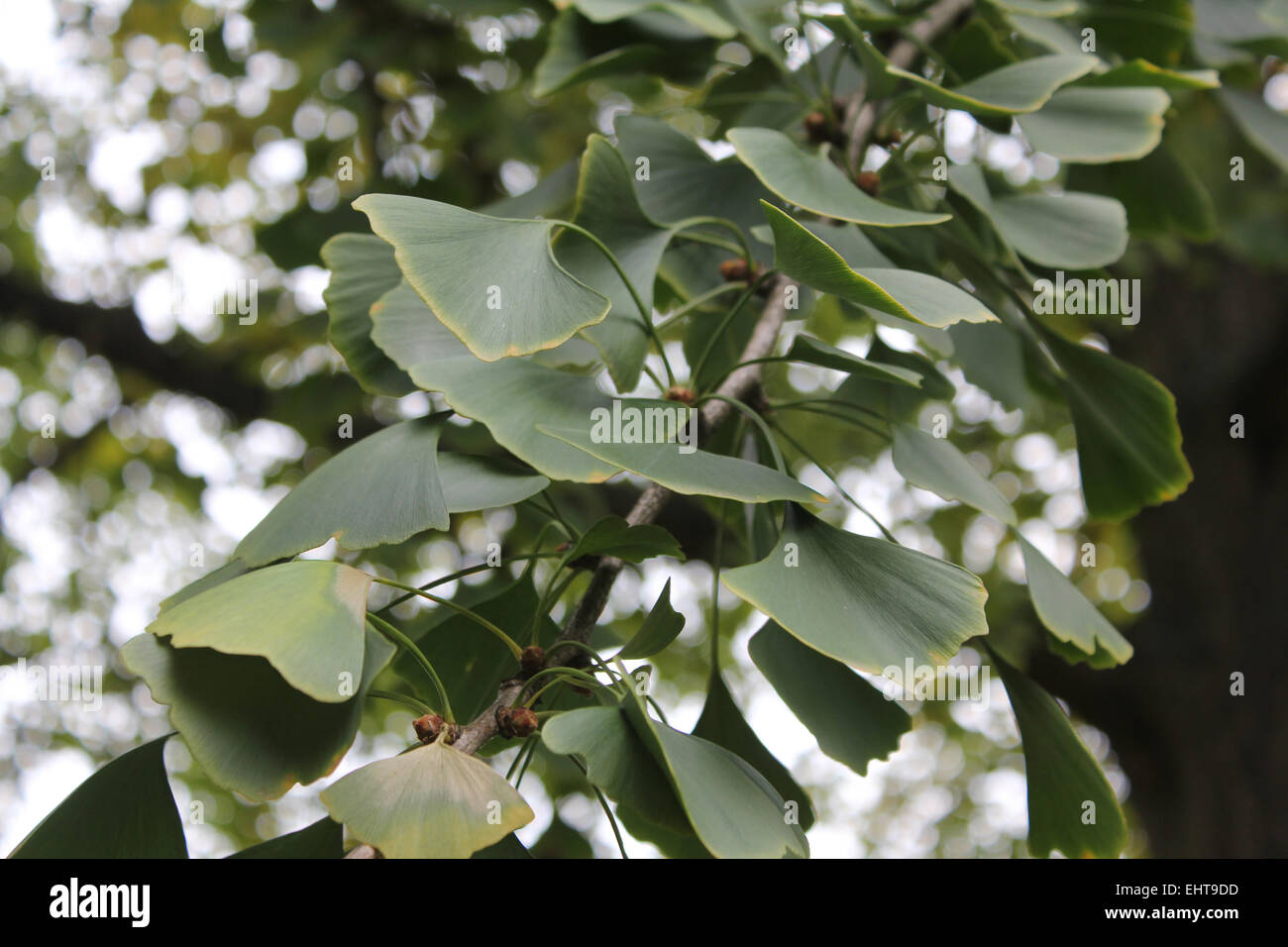 Green ginko hi-res stock photography and images - Alamy