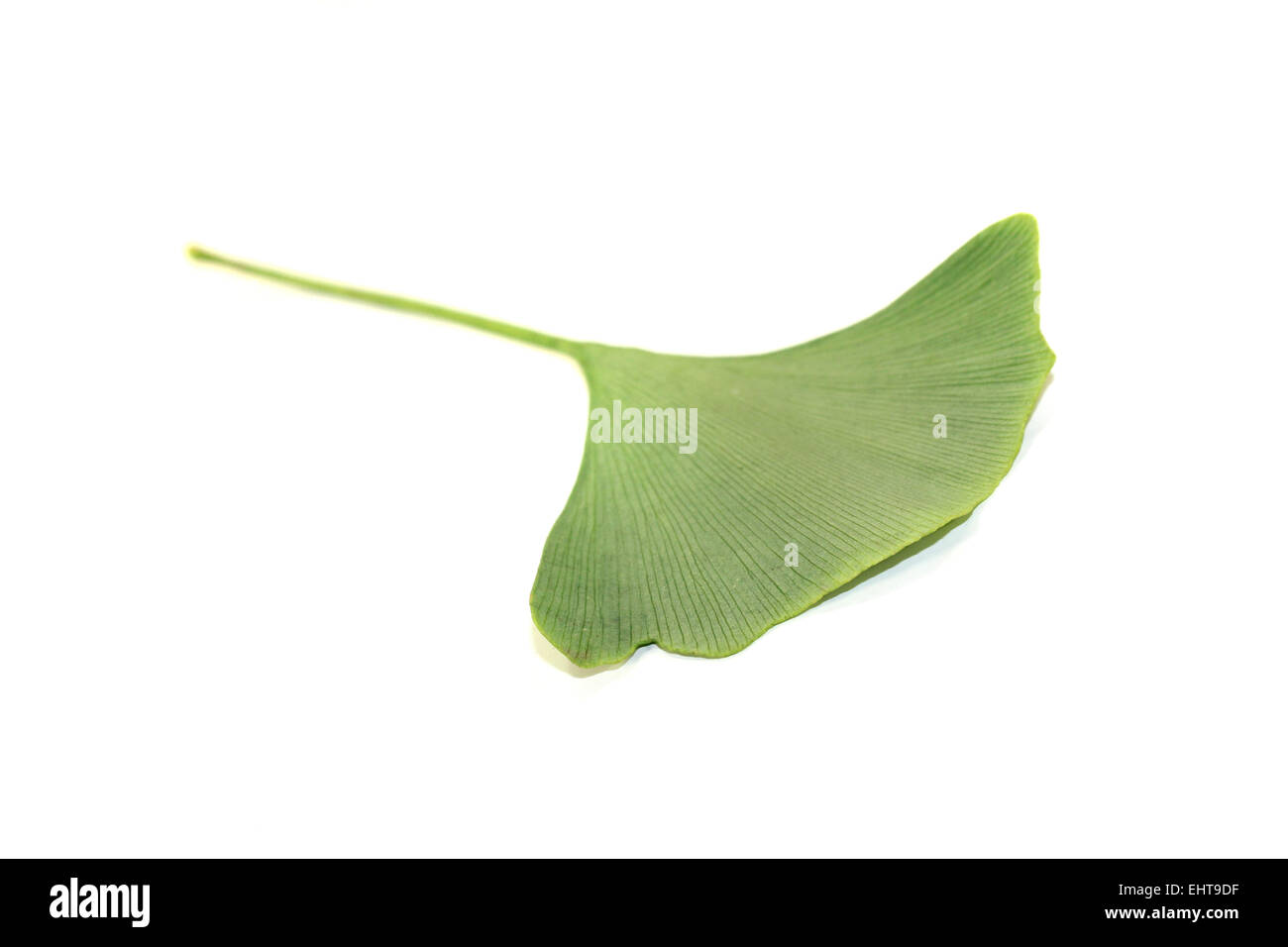 Ginkgo leaf hi-res stock photography and images - Alamy