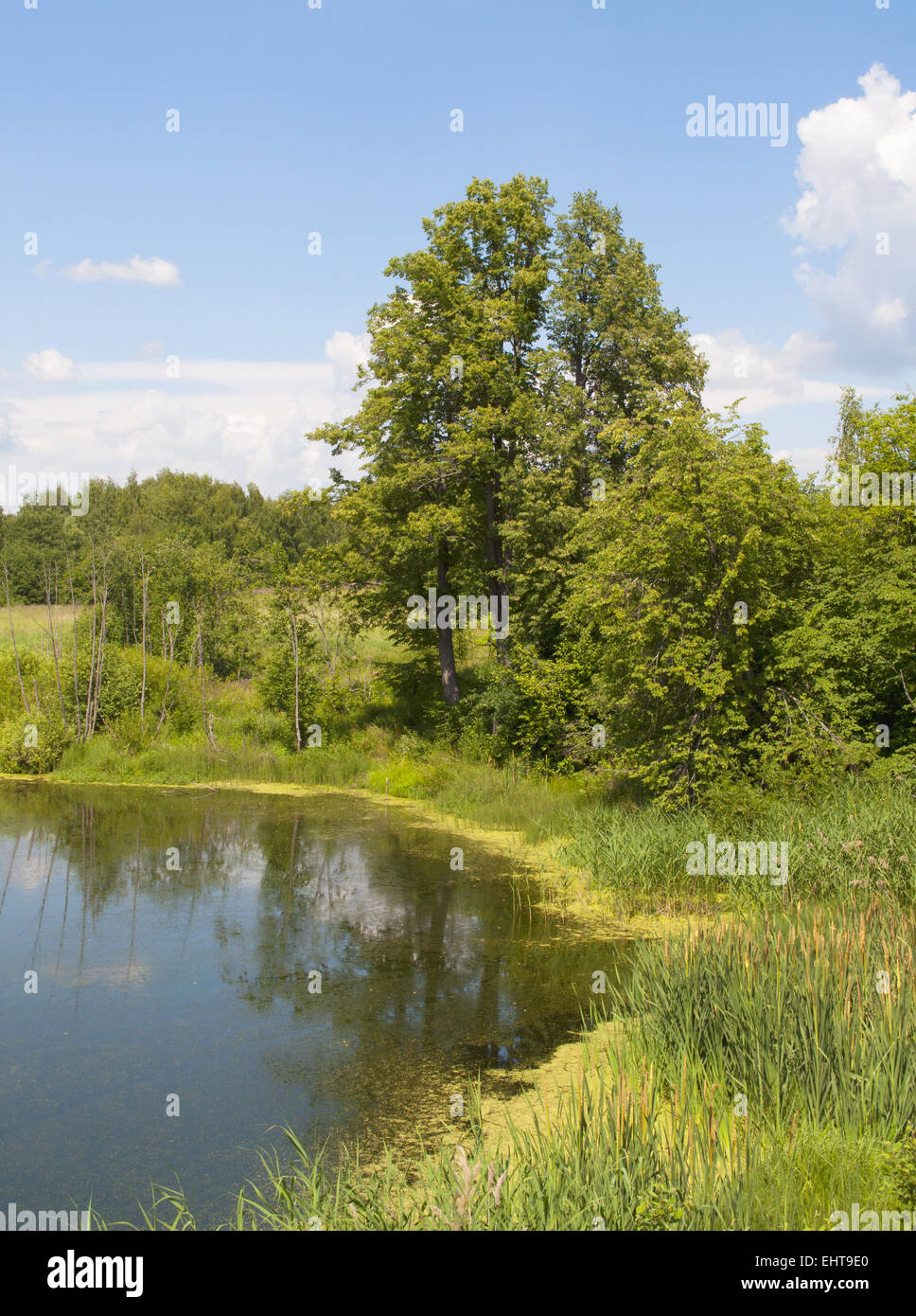Small forest lake Stock Photo - Alamy