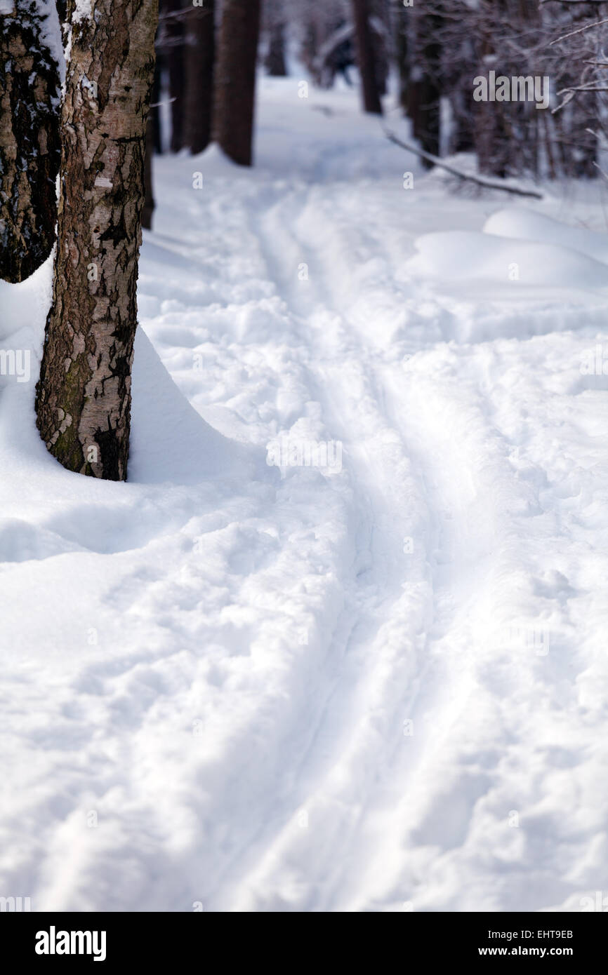 Crosscountry Forest Ski Road Stock Photo - Alamy