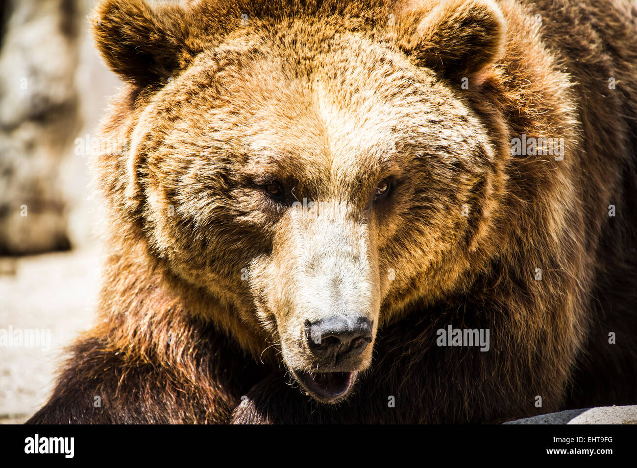 wildlife, Spanish powerful brown bear, huge and strong wild animal ...